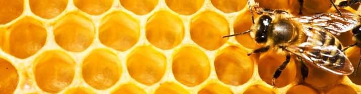 Propolisz illetve a méhpempő fogyasztásának hatása - fontos